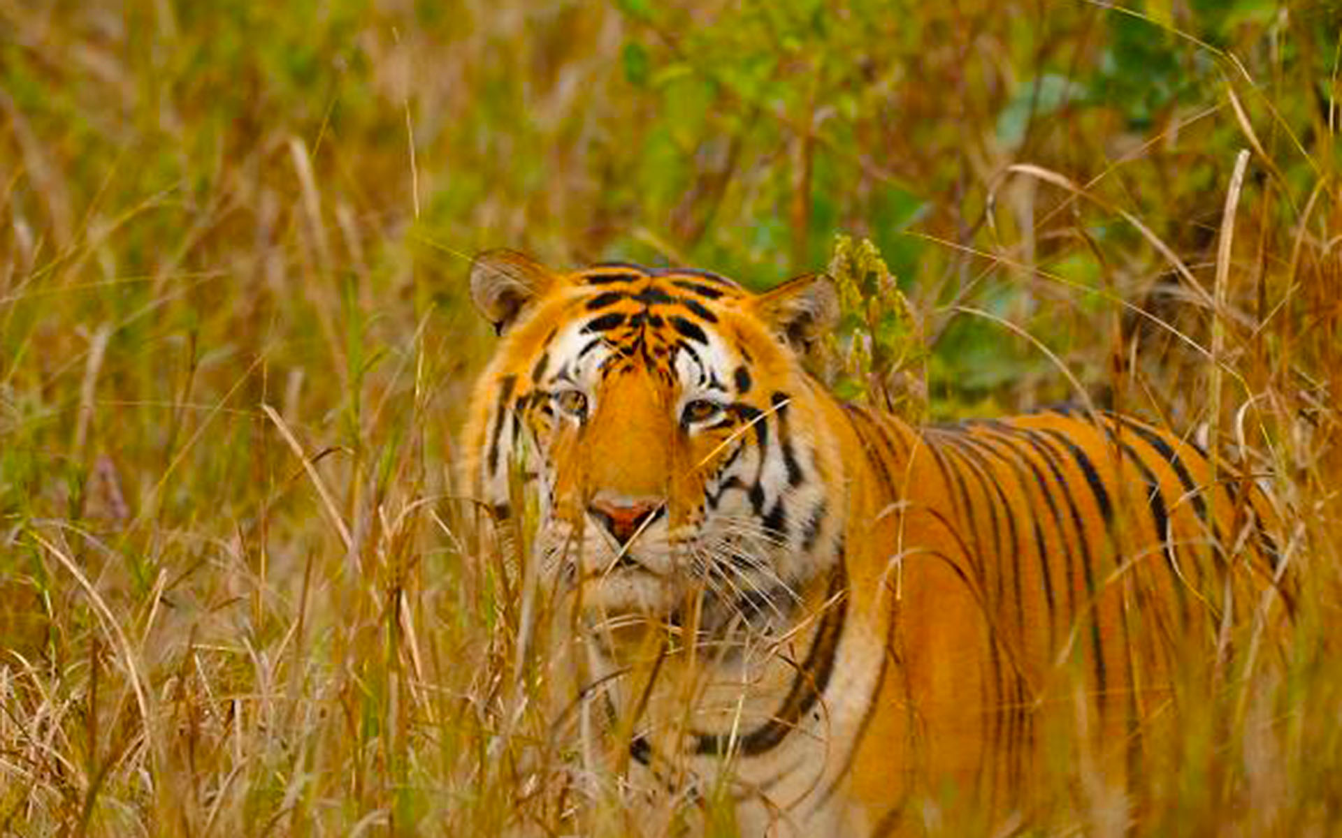 Fauna – Travel House Nepal